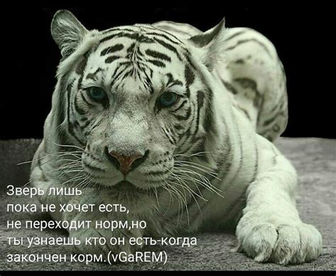 Молчание ЗОЛОТО Пикабу