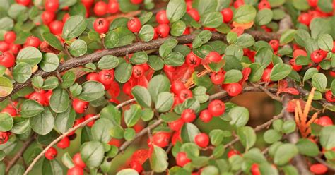 Cotoneaster Dammeri Complete Guide To Essential Characteristics And Care
