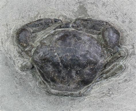 25 3d Fossil Crab Pulalius Washington Washington State For Sale