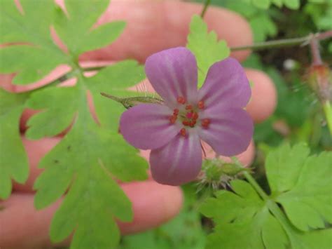 Herb Robert 6 Gohiking Ca