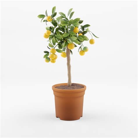 Fruit Tree Gltf Models For Download Turbosquid