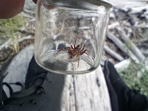 Id Washington State Rspiders