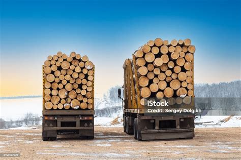 고속도로에 나무 통나무의화물과 함께 두 개의 긴 트레일러 트럭 나무 통나무를 운반하는 트럭 벌목 목재 산업 산림 산업 거리에 대한 스톡 사진 및 기타 이미지 Istock