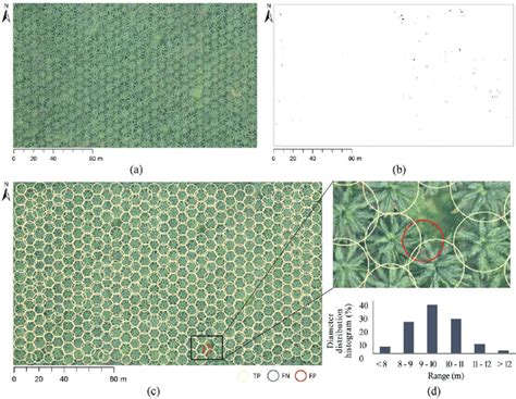 Palm Tree Detection At Validation Site 3 A Original Uav Image B Download Scientific