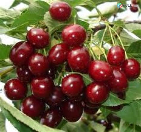 Tnki Ptxatu Tnkiner Վաճառում եմ Tnkiner պտղատու ծառեր` տնկիներ ` բալենի