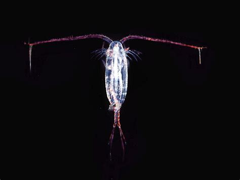 Copepoda Classification Phylogénétique En Savoir Plus