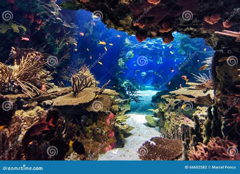 Acquario Con Il Pesce Per Fondo Fotografia Stock Immagine Di Nero