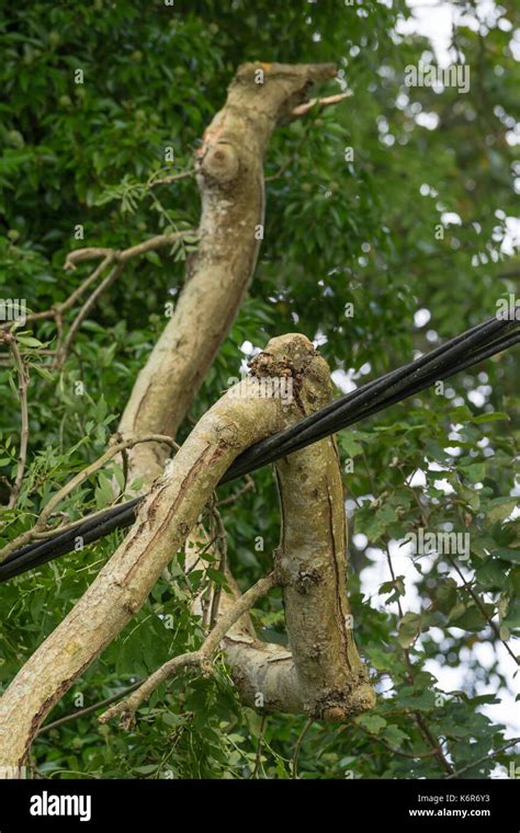 Fallen Tree Branch Wrapped Around A Power Line Following High Winds