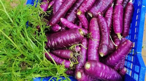 Así Es La Zanahoria Morada Un Cultivo Español Ancestral En Vías De