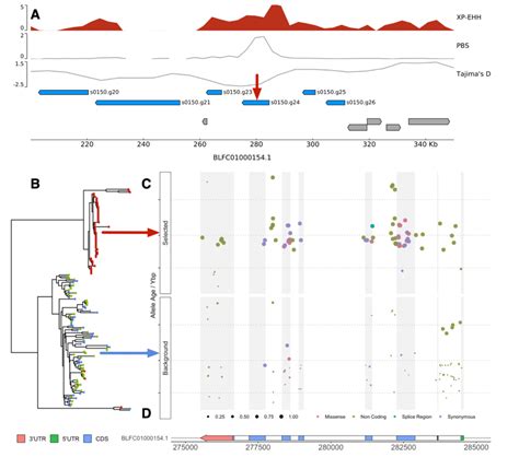 Gene Arrangement Haplotype Structure And Timing Of Selection For A