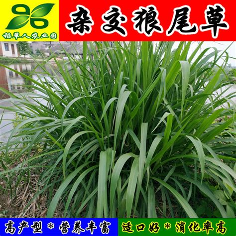 美洲杂交狼尾草种子耐旱抗倒伏无病害产量高生长快优质牧草 虎窝淘