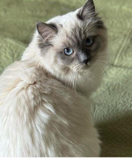 Junie Blue Color Point Ragdoll Anamcara Ragdolls