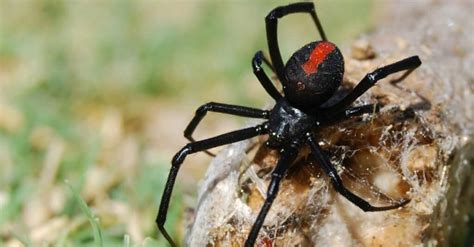 Red Back Spider Vs Black Widow