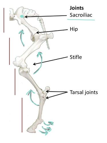 Hind Limb Bones And Joints Flashcards Quizlet