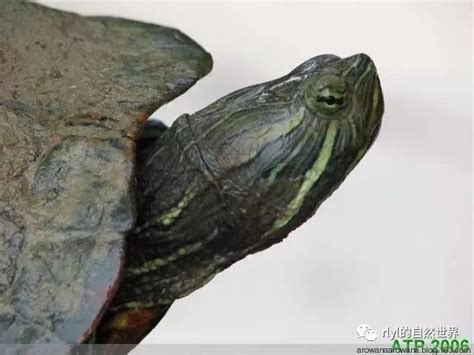 普通彩龟被忽视的美 搜狐大视野 搜狐新闻