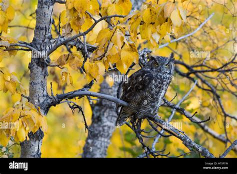 Great Horned Owl Bubo Virginianus In Cottonwood Tree Western Montana