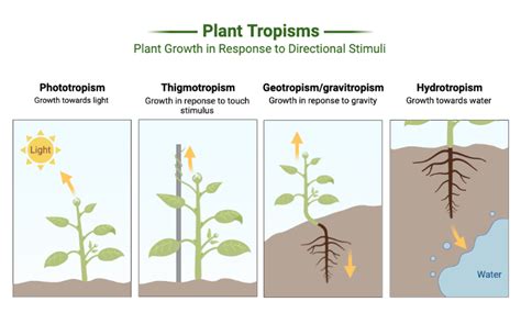 Plant Tropisms Plant Growth In Response To Directional Stimuli