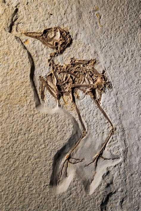 Bird Fossils
