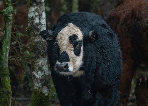 Rayzer Wallpaper Photos Download The Best Free Rayzer Wallpaper Stock