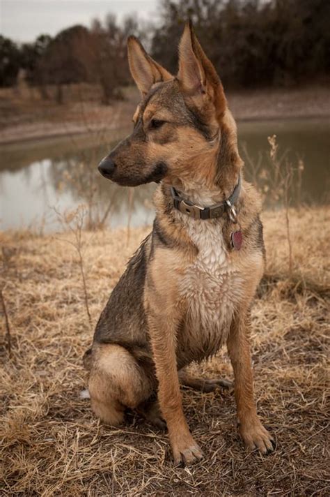 Coyote German Shepherd Mix Puppies