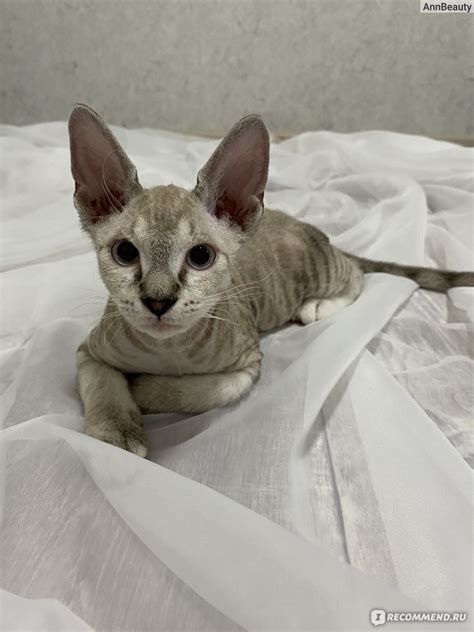 Корм для кошек Zillii Kitten Индейка с Ягнёнком - «“Лапки оближешь от ...