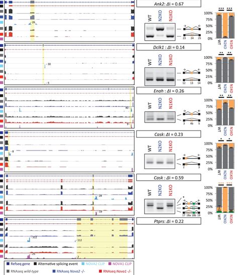 Figures And Data In Nova2 Mediated Rna Regulation Is Required For Axonal Pathfinding During