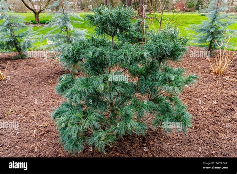 Dwarf Evergreen Coniferous Shrub Unusual Needles Weymouth Pine Or