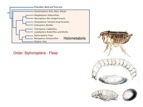 Bio 255 Insect Diversity Ppt Download