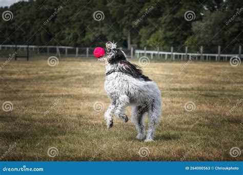 Black And White Cockapoo Chasing A Ball In A Field Stock Image Image