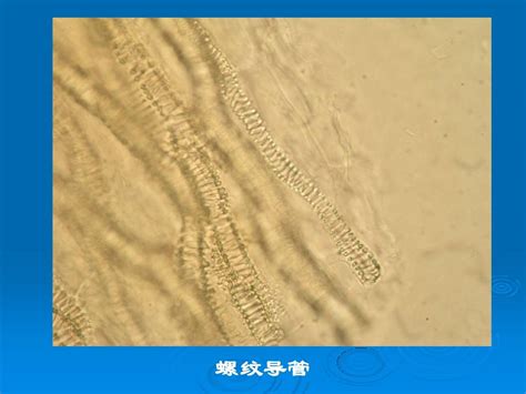 中药鉴定学粉末鉴别汇总图word文档在线阅读与下载无忧文档
