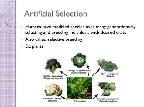 Ppt Artificial Selection Powerpoint Presentation Free Download Id