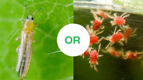 How To Tell Between Thrips And Mites A Diagnostic Guide Natural Enemies