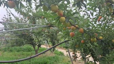 자두 조아 첫 수확 Youtube