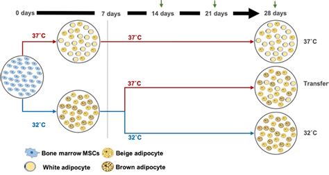 Schematic Diagram Of Mscs Adipogenesis Treatments Mscs Were Cultured