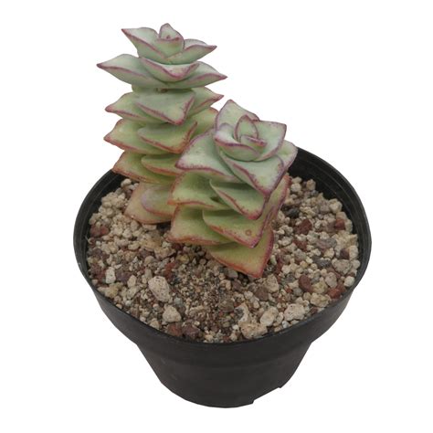 Crassula Perforata 4 Verdi Mx