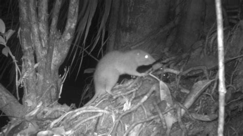 Primeras Imágenes De Una Rara Rata Gigante Que Rompe Cocos