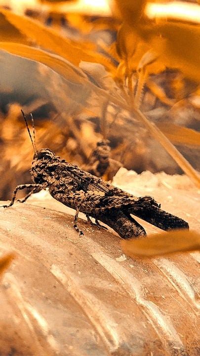 Locust Autumn Insect Free Photo On Pixabay Pixabay