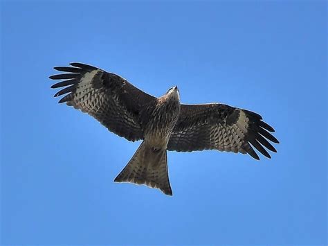 如何查看极坐标曲线的轨迹 知乎