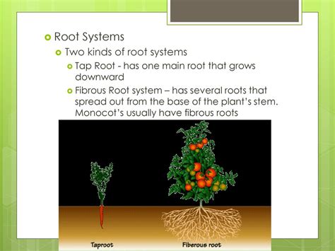 Structures Of Seed Plants Ppt Download