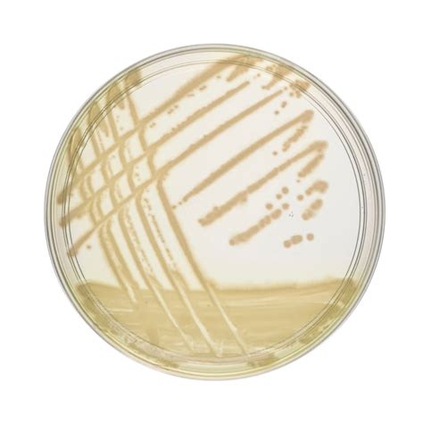 Thermo Scientific Pseudomonas Cfc Selective Agarmicrobiological