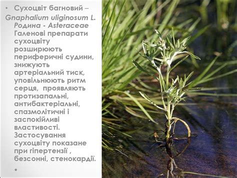 Фитотерапия в кардиологии - online presentation