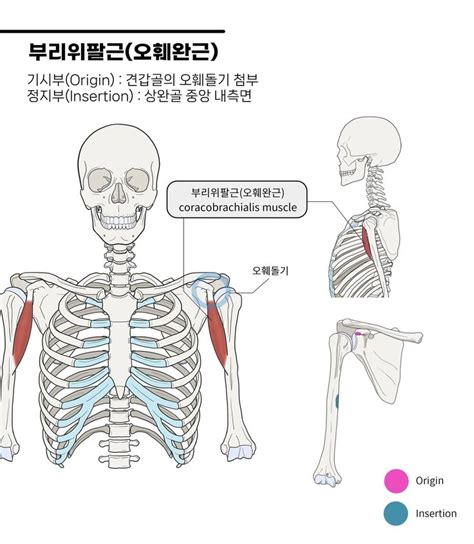 함께근육공부 시즌2 근육별기시정지 부리위팔근오훼완근 기시정지 캘리디자인 메디컬일러스트와 함께 차근차근 근육공부 해보아요~ 시즌1 근육별 명칭은 함께근육공부pdf