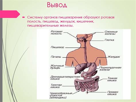 Строение и функции пищеварительной системы презентация онлайн