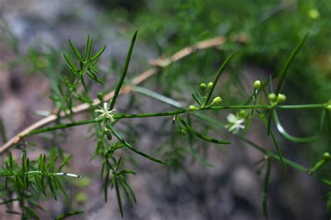 Asparagus Cochinchinensis Kusasugikazura