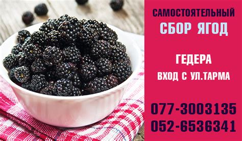 Самостоятельный сбор ягод в Израиле. Плантации ежевики в центре Израиля ...