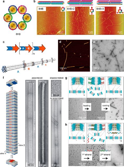 Examples Of Dna Bundles A Front View Of A Six Helix Bundle 6hb