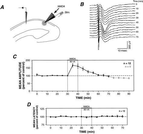 A±d Stimulation During Nmda Induced Depolarization Block The Set Up Is