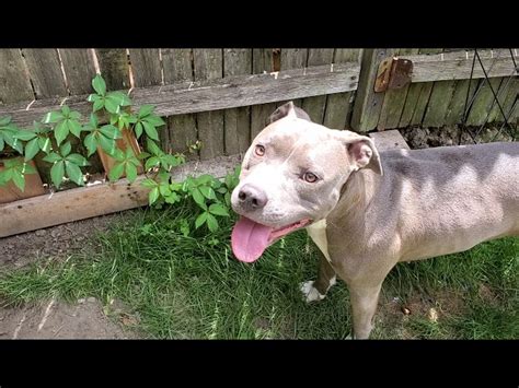 Fawn Red Nose Pitbull Puppy