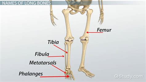 Chemical Makeup Of Human Bone Saubhaya Makeup