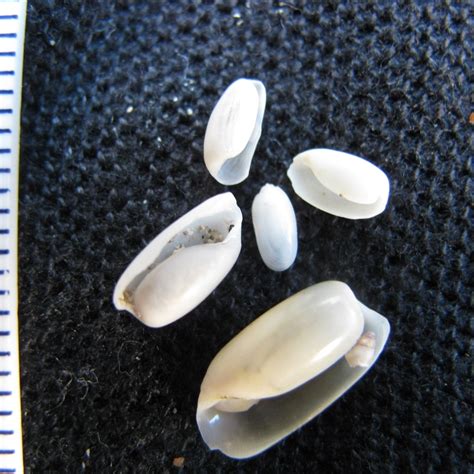 Haminoea Haminoea Naturemapr Australia